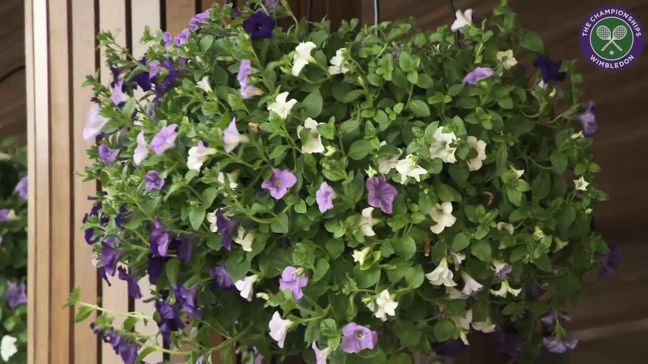 Video - Head Gardener puts final touches to iconic Wimbledon floral ...